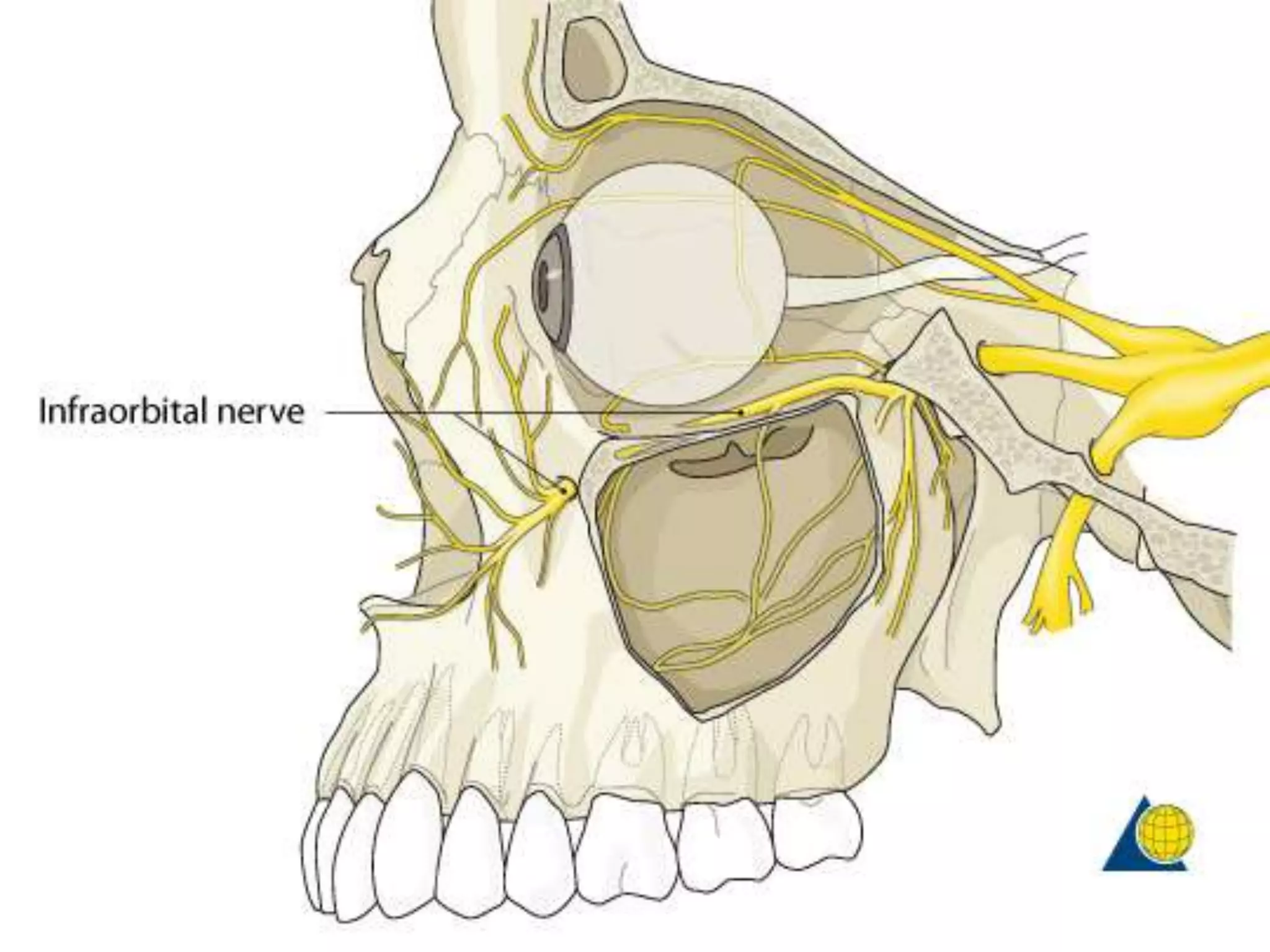 Trigeminal nerve anatomy | PPTX