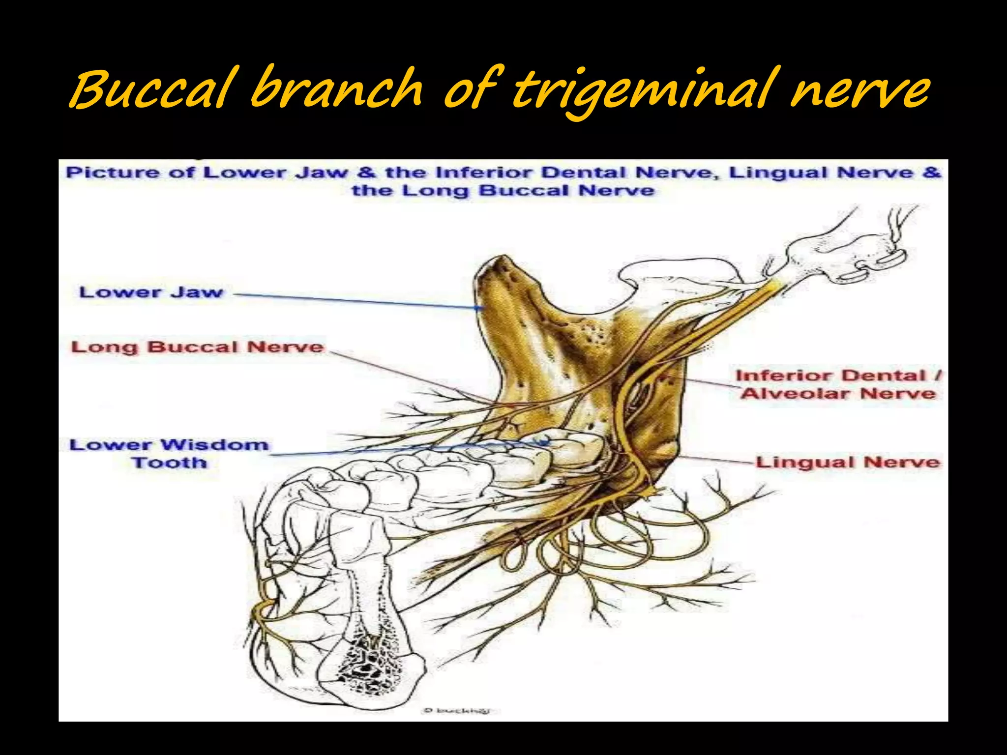 Trigeminal nerve anatomy | PPTX
