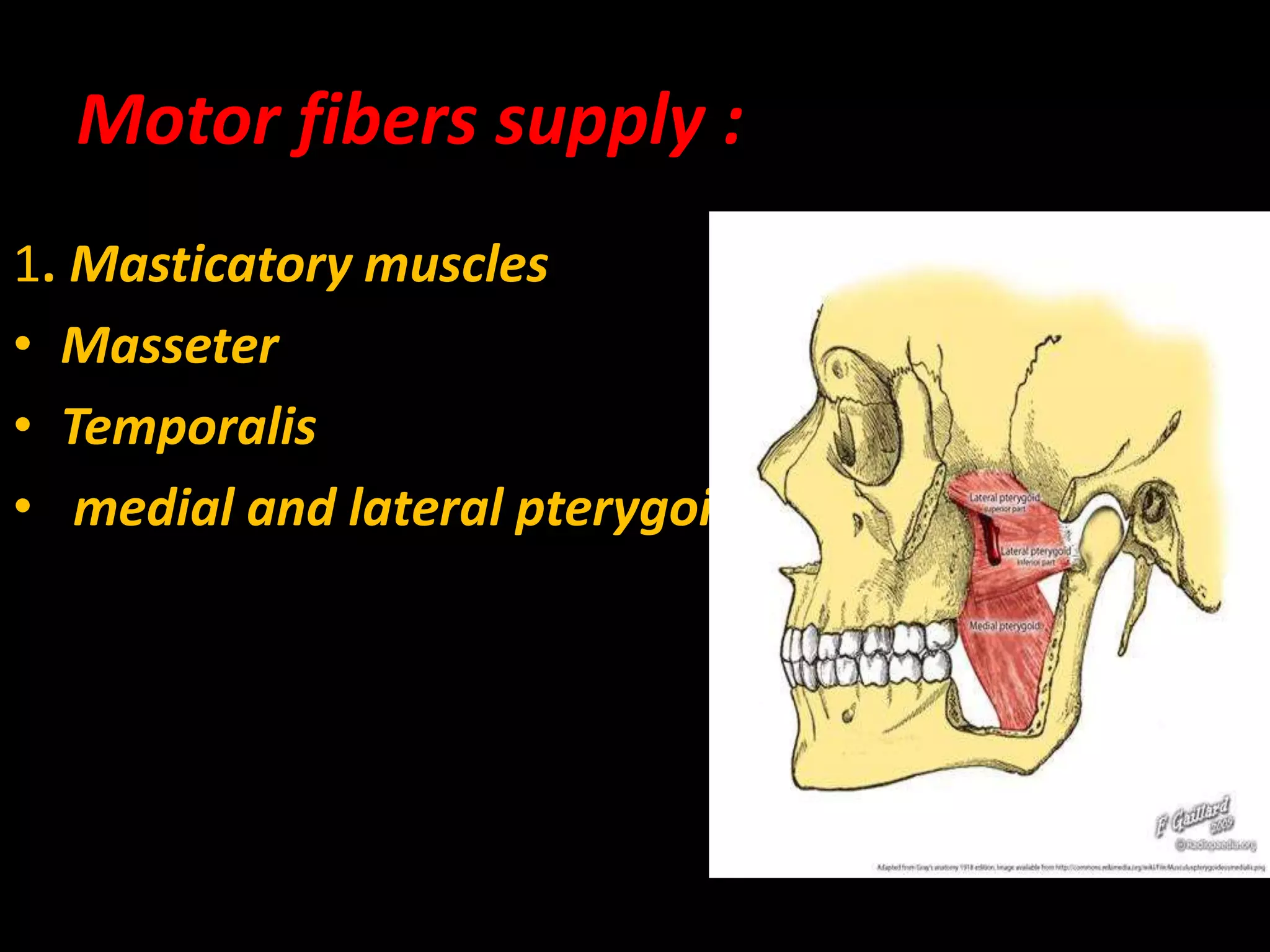 Trigeminal nerve anatomy | PPTX