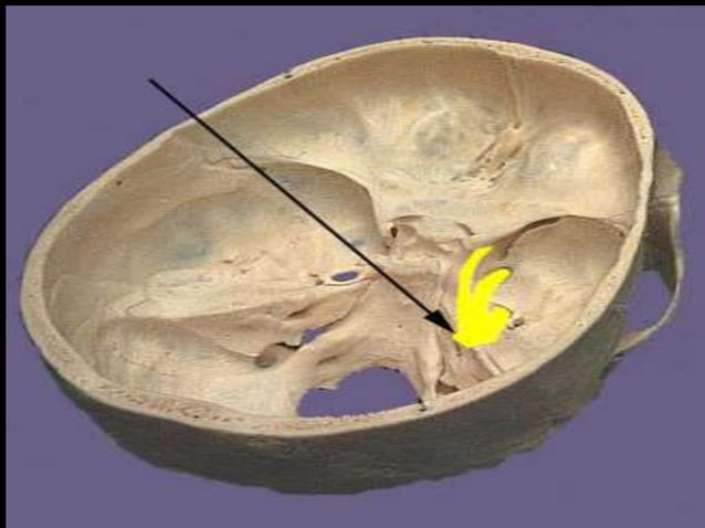 Trigeminal nerve anatomy | PPTX | Ear, Nose and Throat Conditions ...