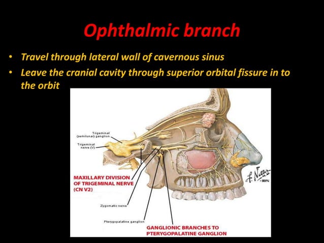 Trigeminal nerve anatomy | PPTX | Ear, Nose and Throat Conditions ...