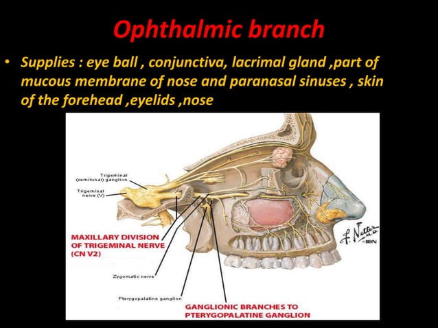 Trigeminal nerve anatomy | PPTX | Ear, Nose and Throat Conditions ...