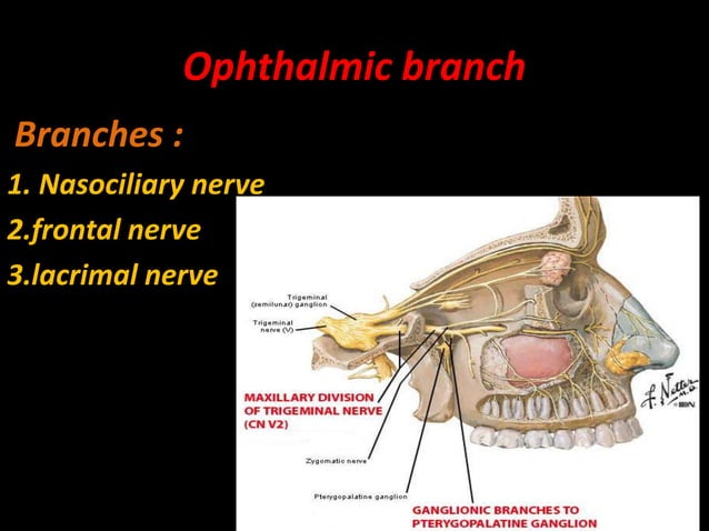 Trigeminal nerve anatomy | PPTX | Ear, Nose and Throat Conditions ...