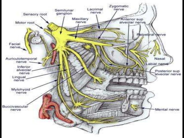 Trigeminal nerve anatomy | PPTX | Ear, Nose and Throat Conditions ...