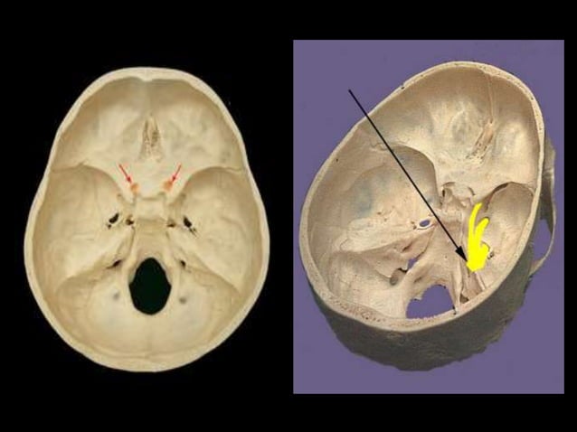 Trigeminal nerve anatomy | PPTX | Ear, Nose and Throat Conditions ...