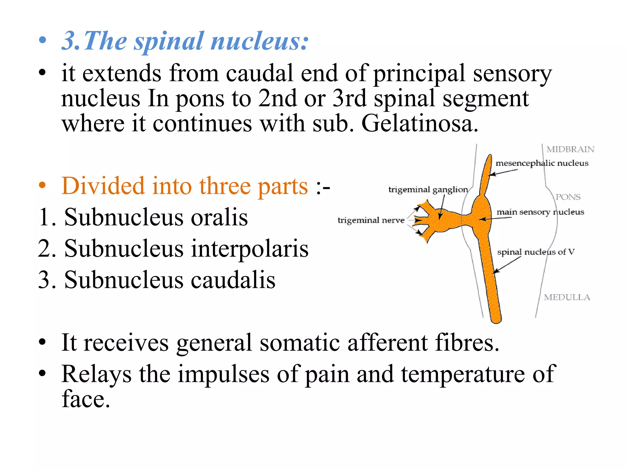 Trigeminal nerve and its applied anatomy | PPTX