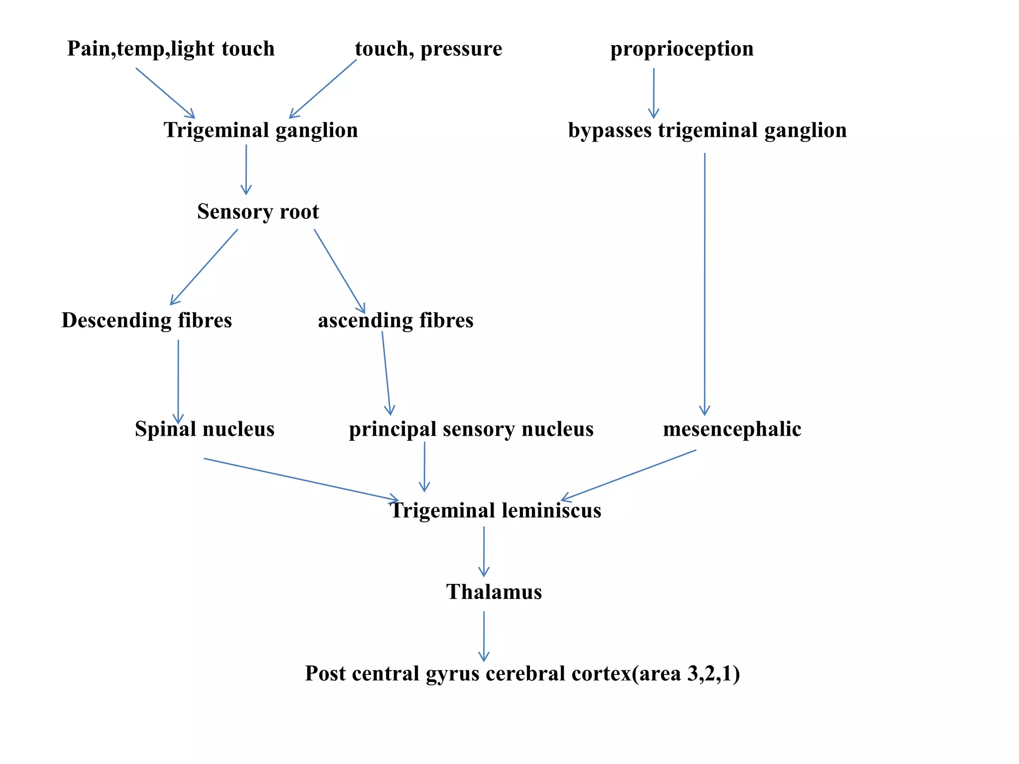 Trigeminal nerve and its applied anatomy | PPTX