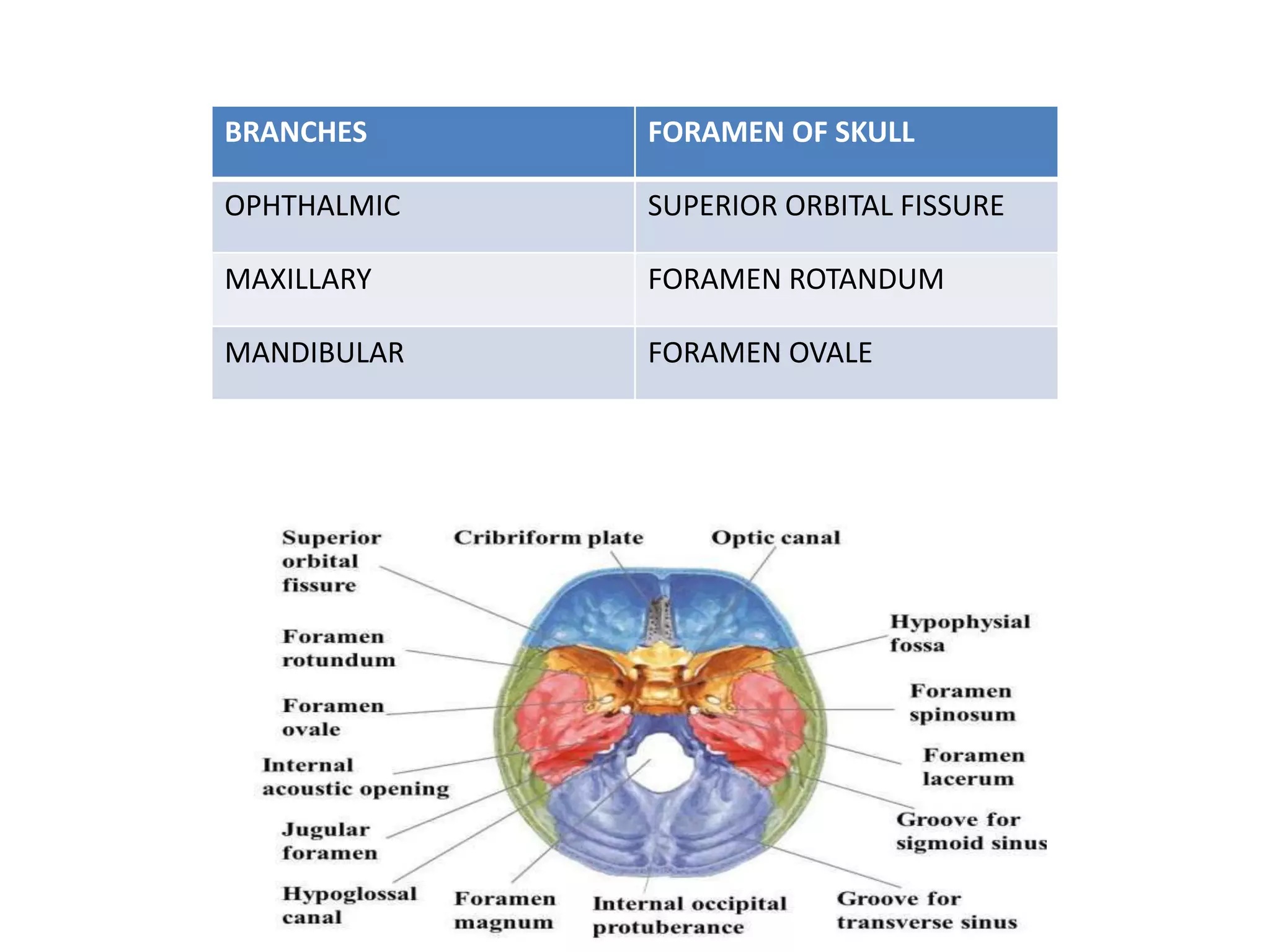 Trigeminal nerve and its applied anatomy | PPTX