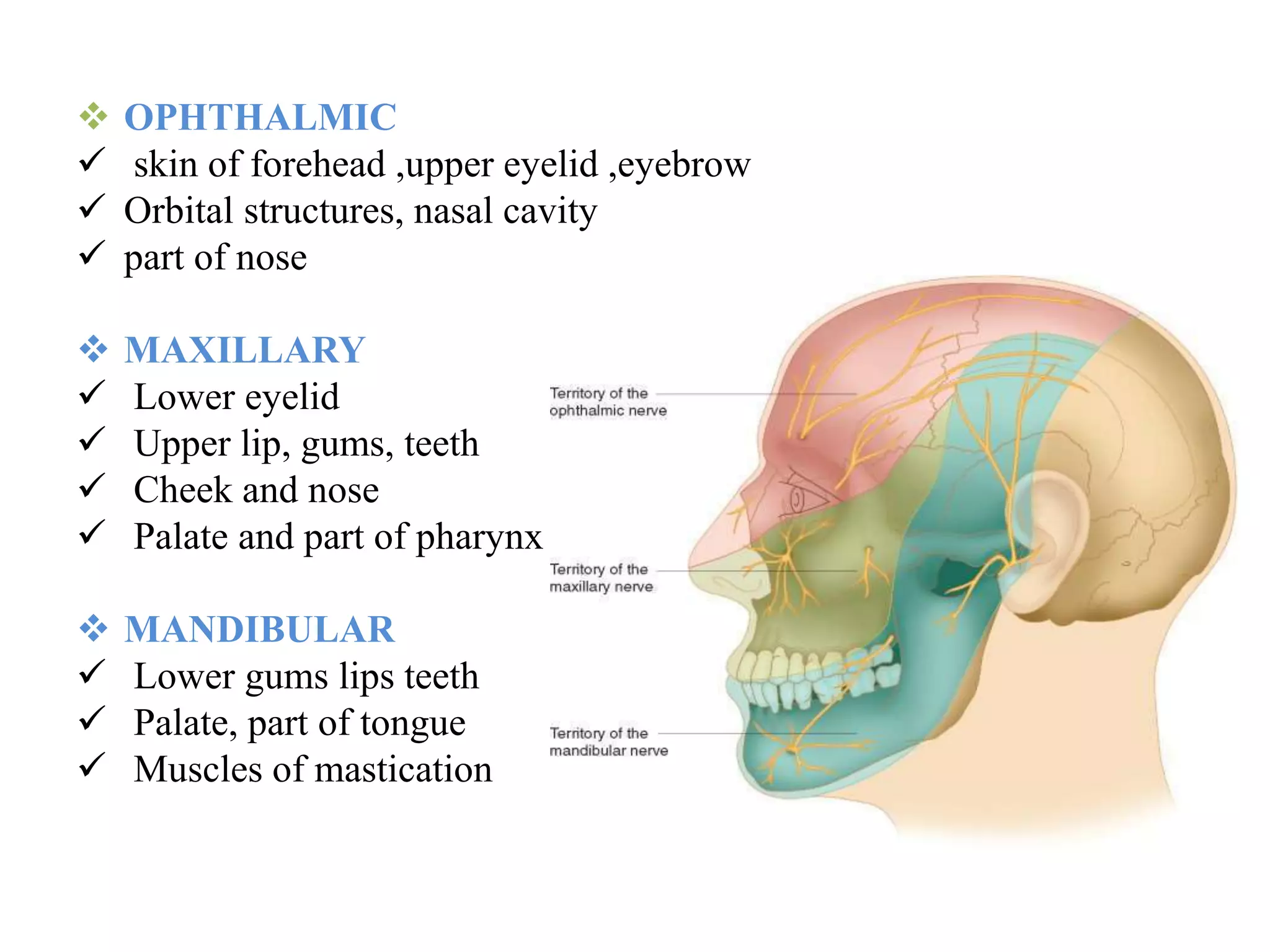 Trigeminal nerve and its applied anatomy | PPTX