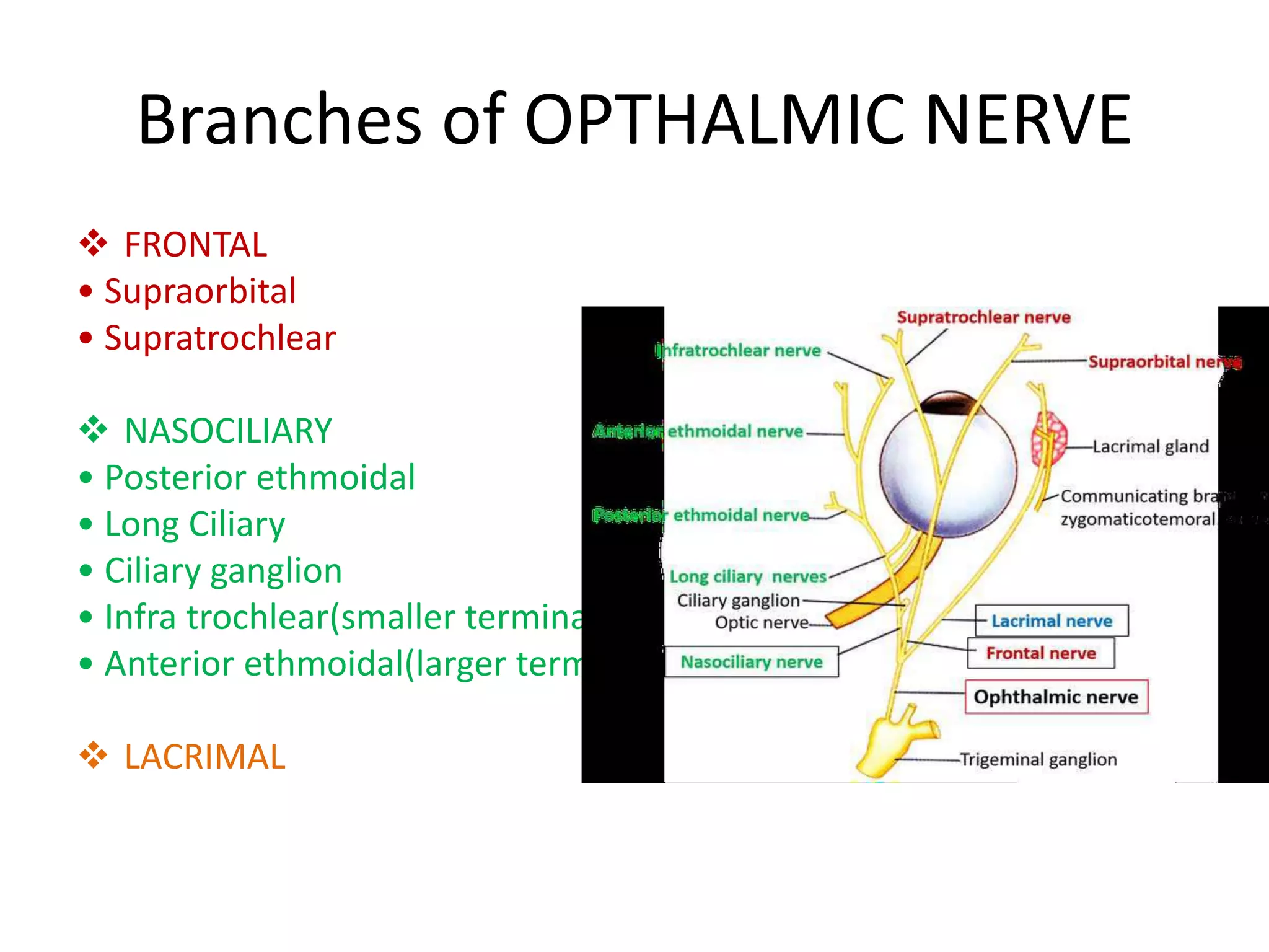 Trigeminal nerve and its applied anatomy | PPTX