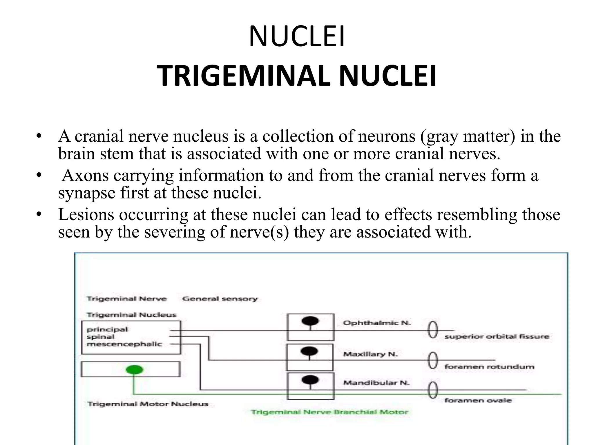 Trigeminal nerve and its applied anatomy | PPTX