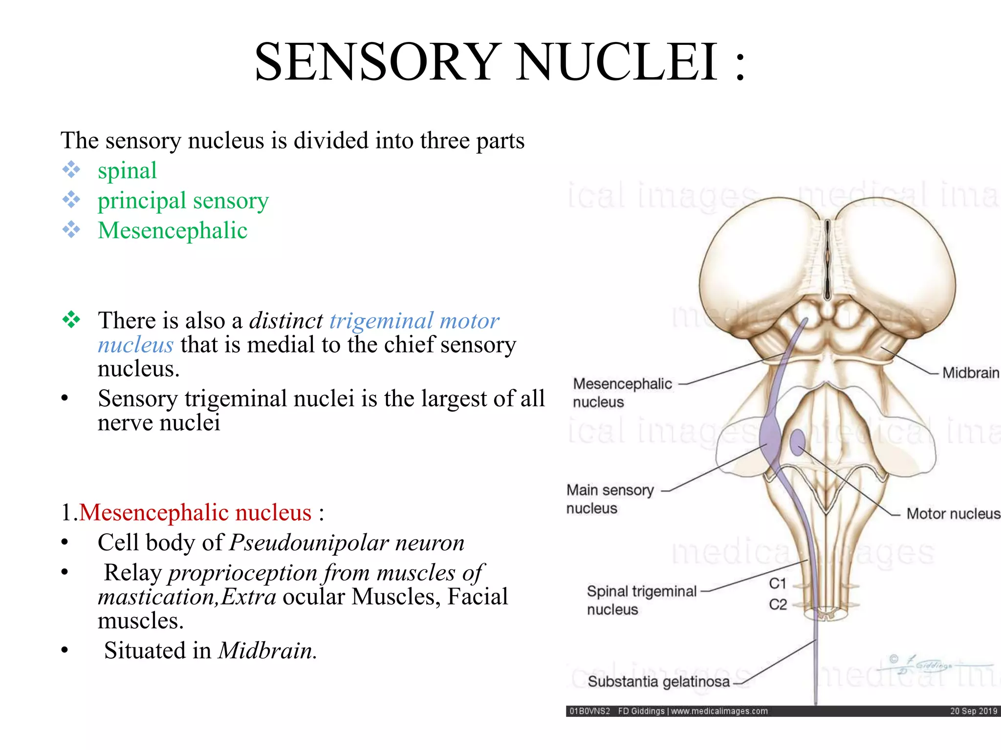 Trigeminal nerve and its applied anatomy | PPTX