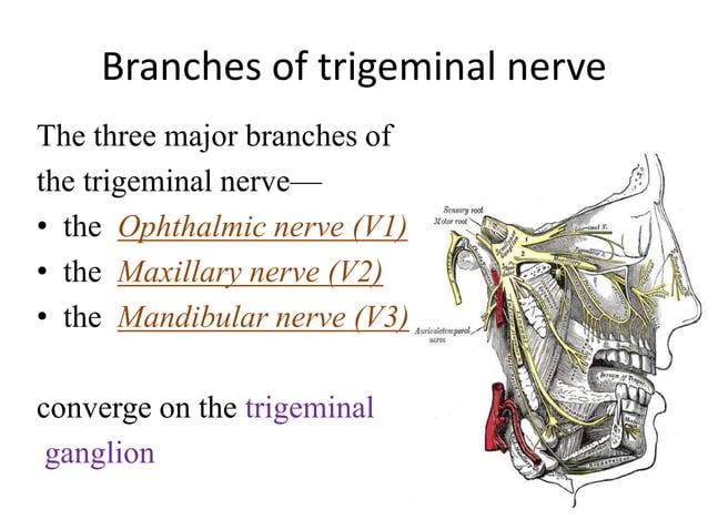Trigeminal nerve and its applied anatomy | PPTX | Ear, Nose and Throat ...