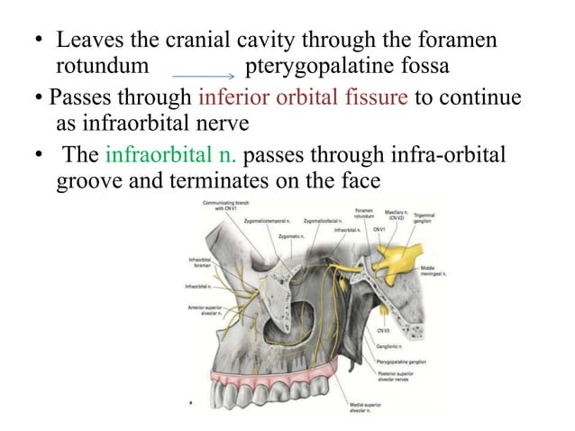 Trigeminal nerve and its applied anatomy | PPTX | Ear, Nose and Throat ...