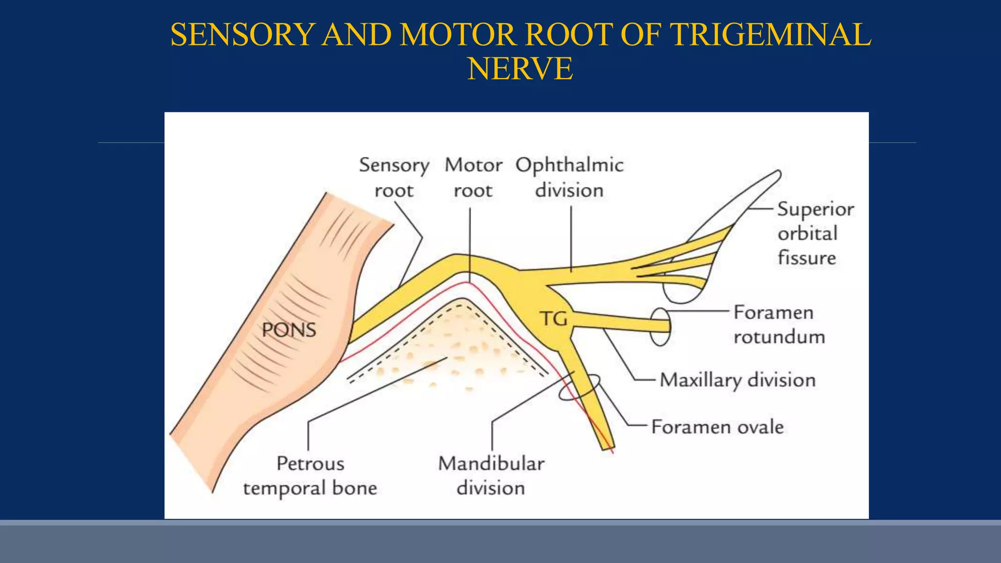 TRIGEMINAL NERVE AR.pptx