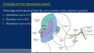 TRIGEMINAL NERVE AR.pptx