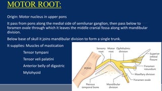 TRIGEMINAL NERVE AR.pptx