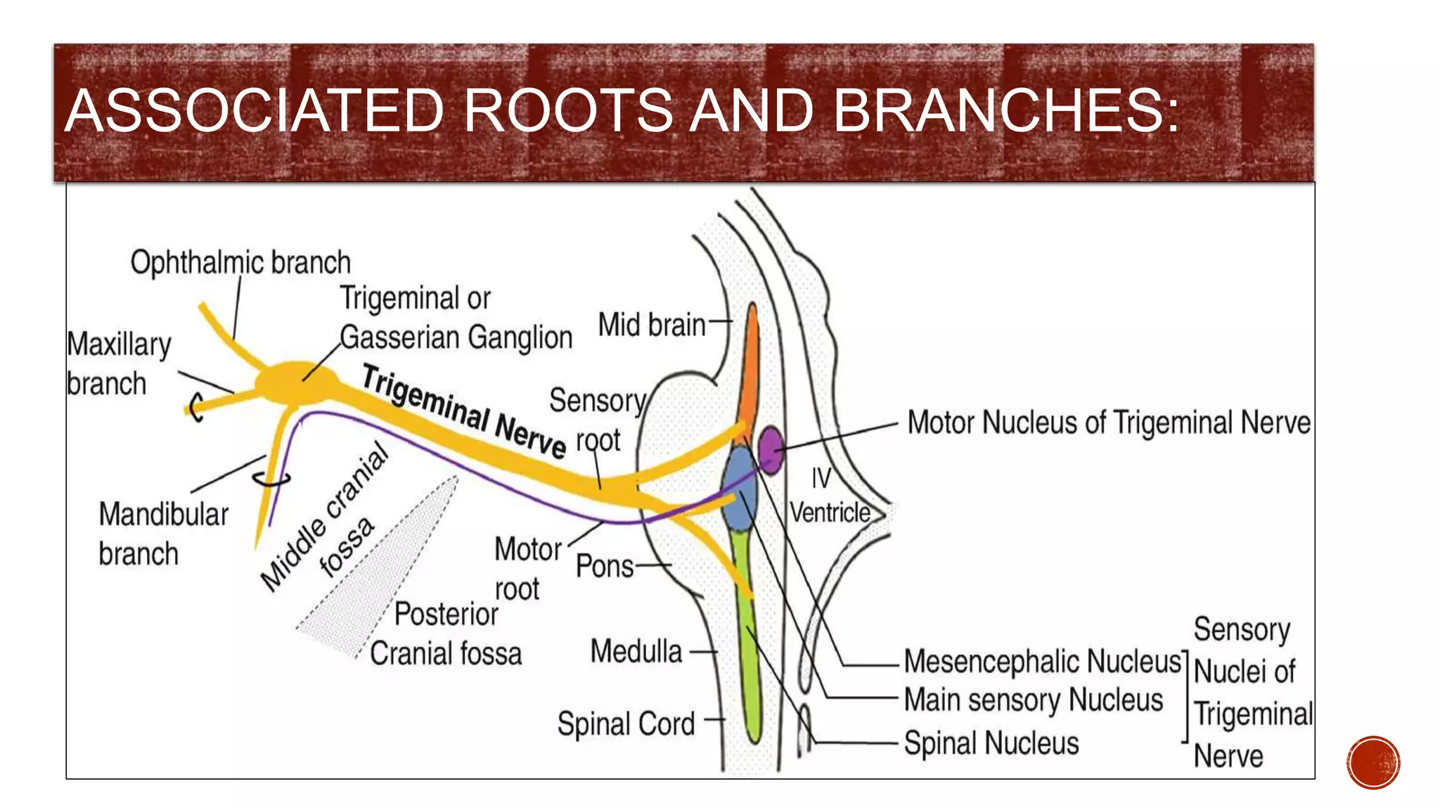 Trigeminal nerve | PPTX