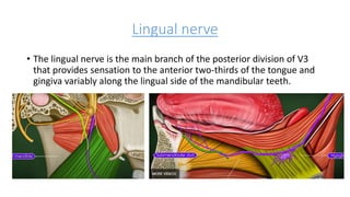 Trigeminal Nerve Dr.AD.pptx