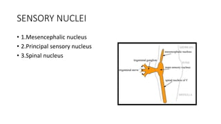 Trigeminal Nerve Dr.AD.pptx