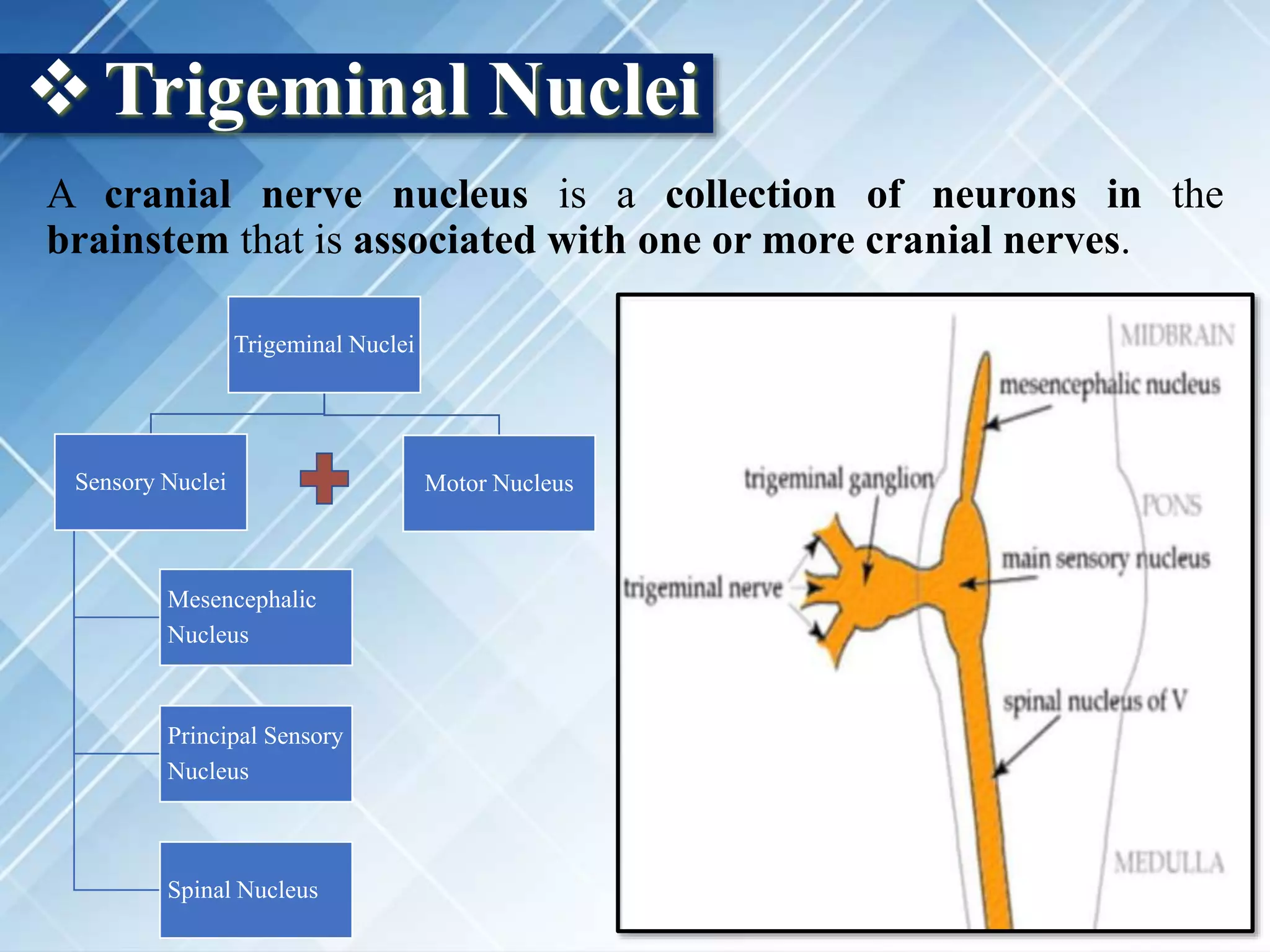Trigeminal Nerve & its Applied Anatomy | PPTX