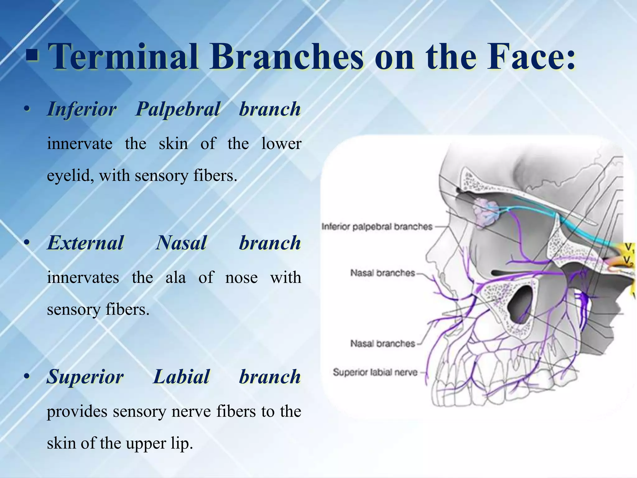Trigeminal Nerve & its Applied Anatomy | PPTX