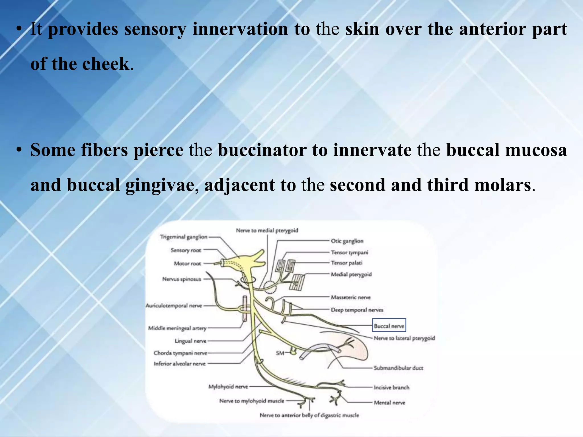 Trigeminal Nerve & its Applied Anatomy | PPTX