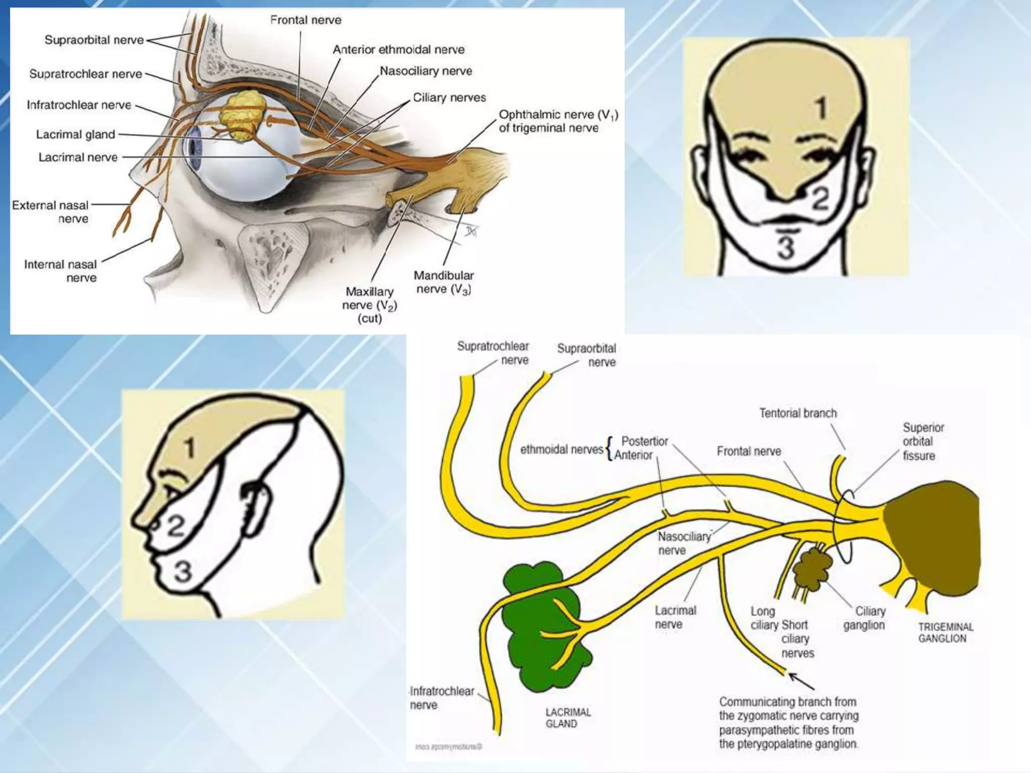 Trigeminal Nerve & its Applied Anatomy.pptx