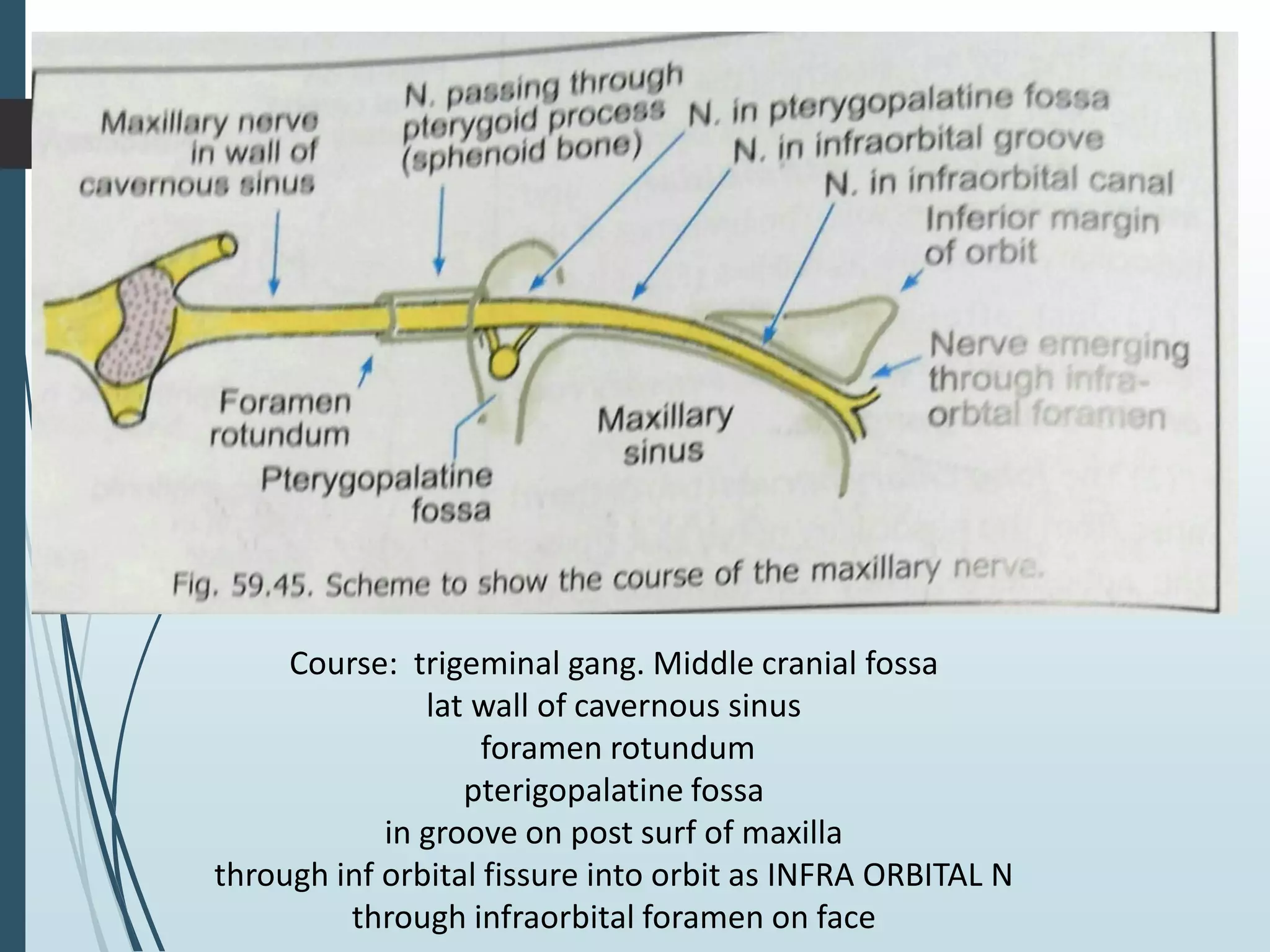 Trigeminal nerve | PDF