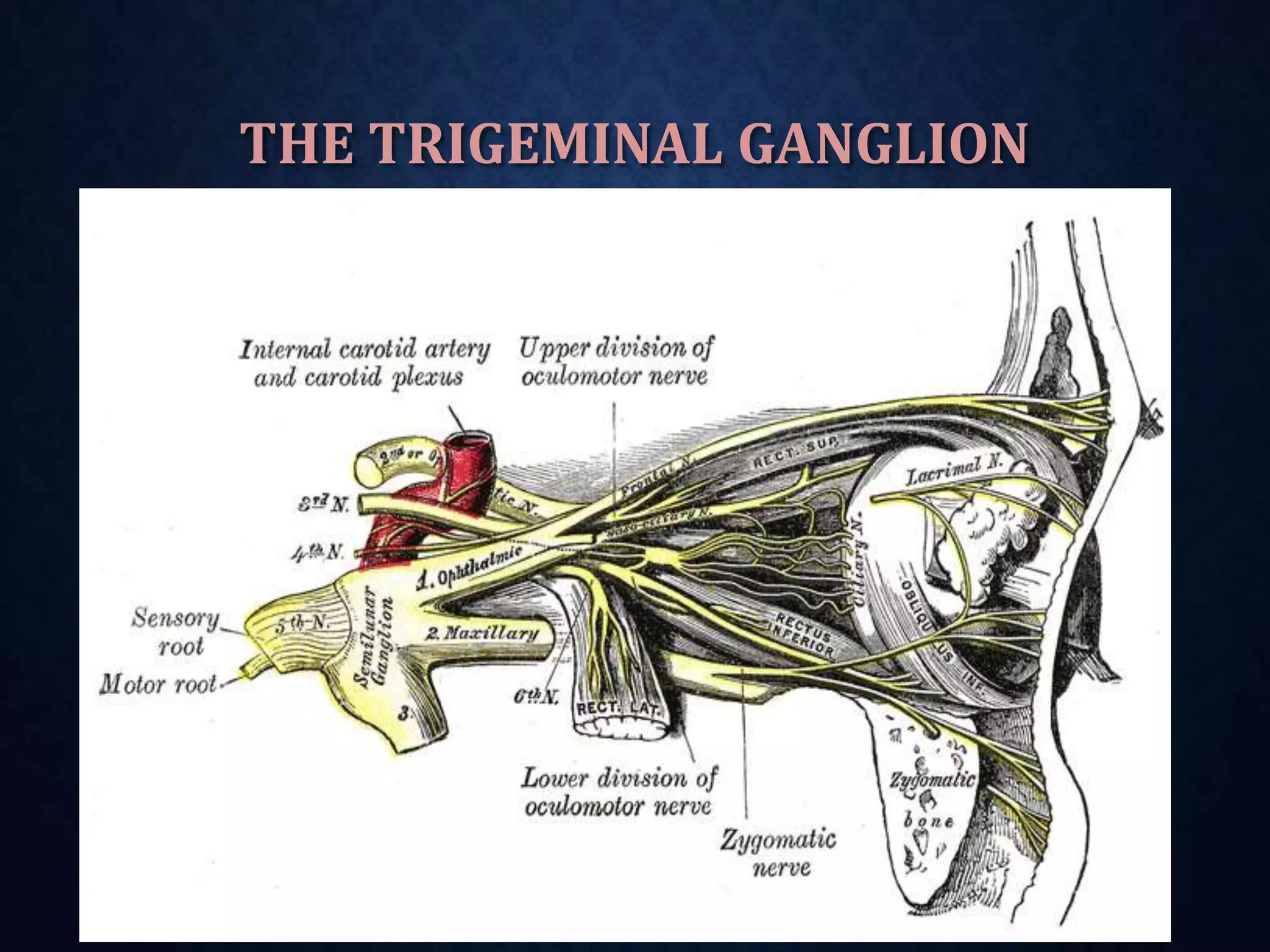 Trigeminal nerve maxillary nerve and clinical implication | PPTX