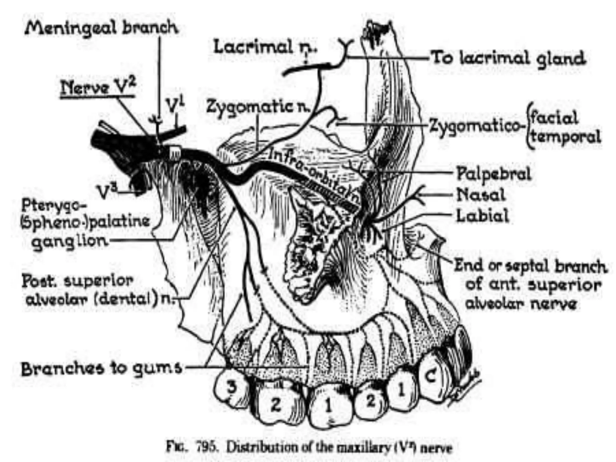 Trigeminal nerve maxillary nerve and clinical implication | PPTX
