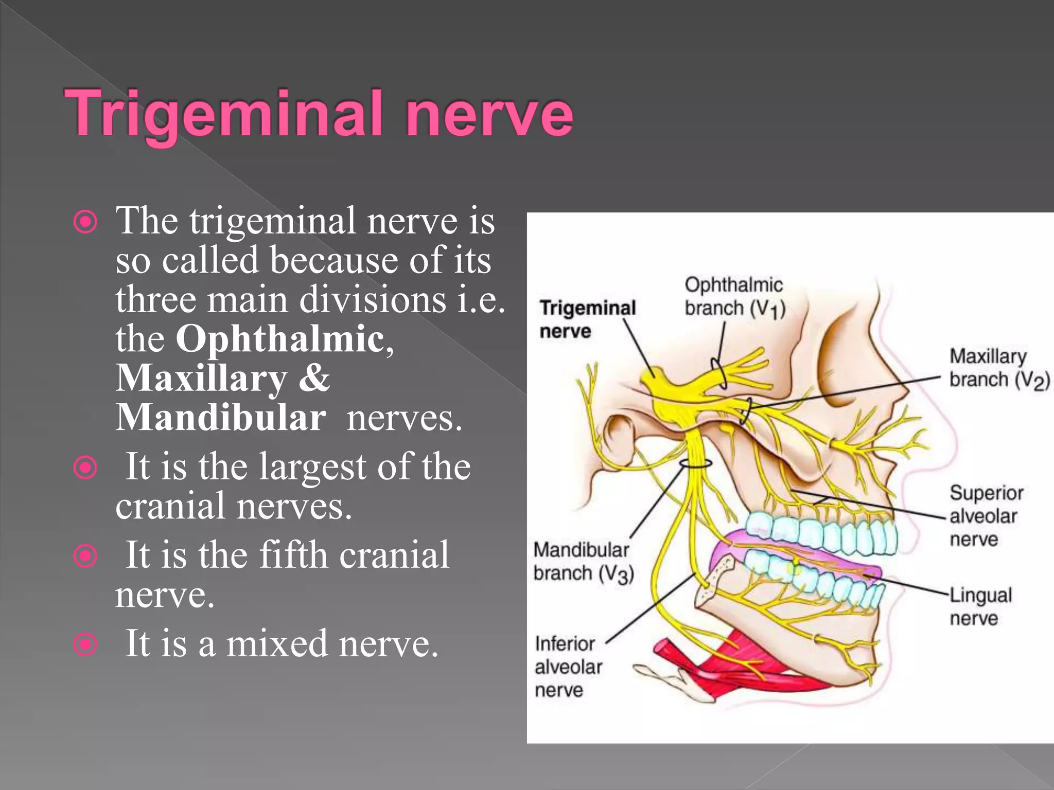 Trigeminal nerve ppt | PPTX