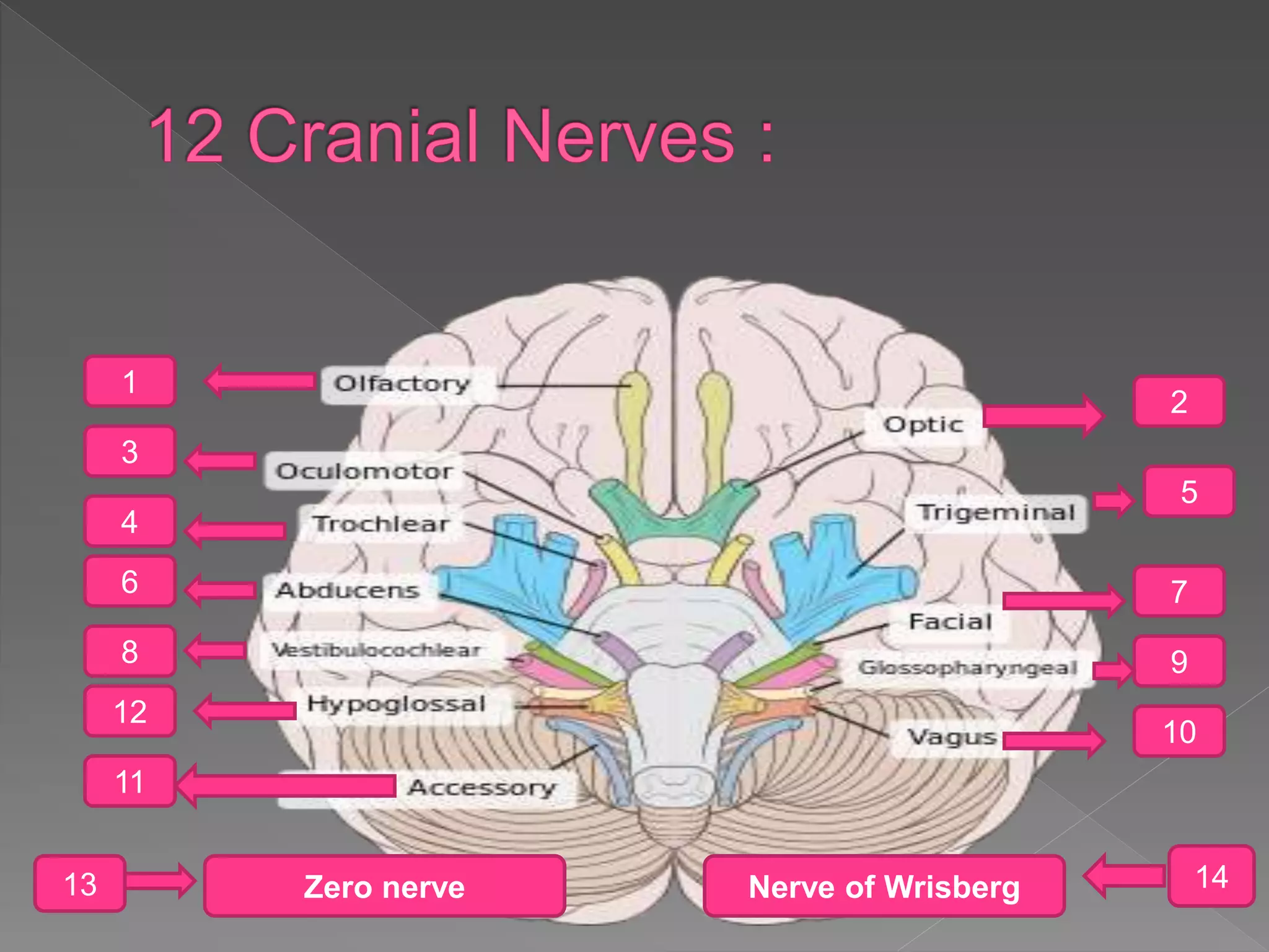 Trigeminal nerve ppt | PPTX