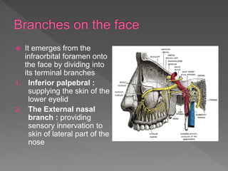 Trigeminal nerve ppt | PPTX