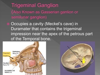 Trigeminal Impression