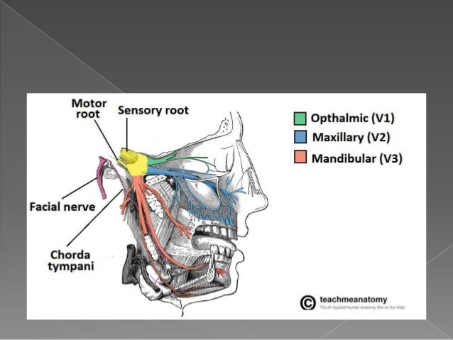 Trigeminal nerve ppt