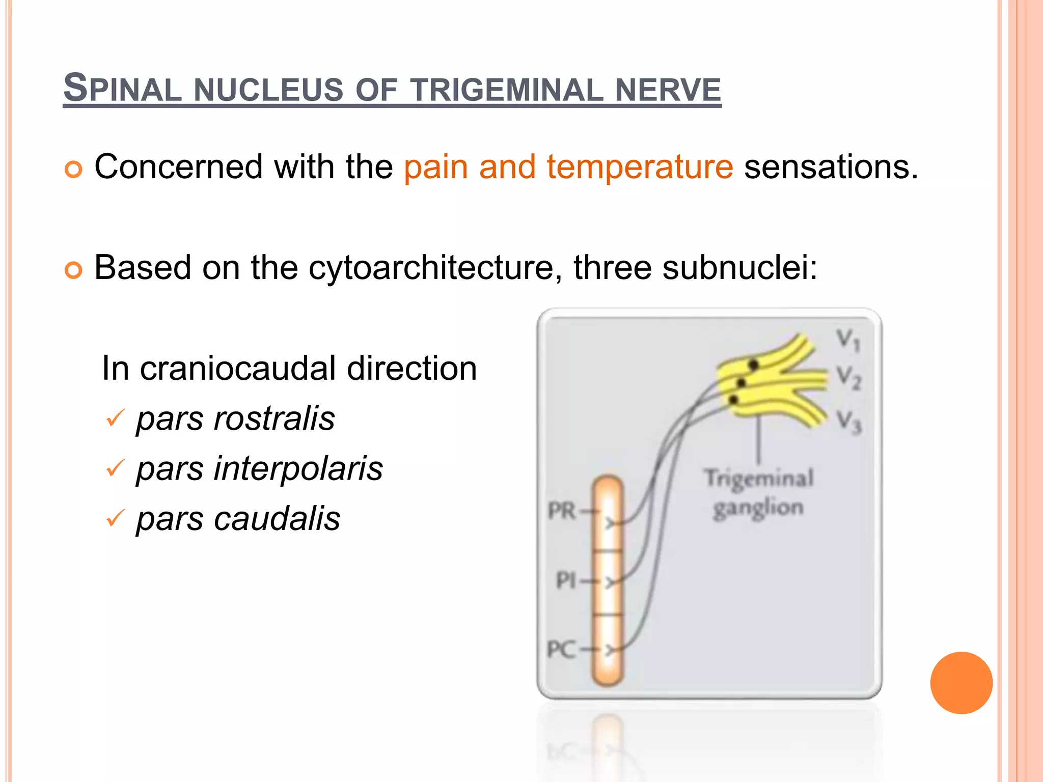 Trigeminal nerve: A clinical overview in ENT | PPTX