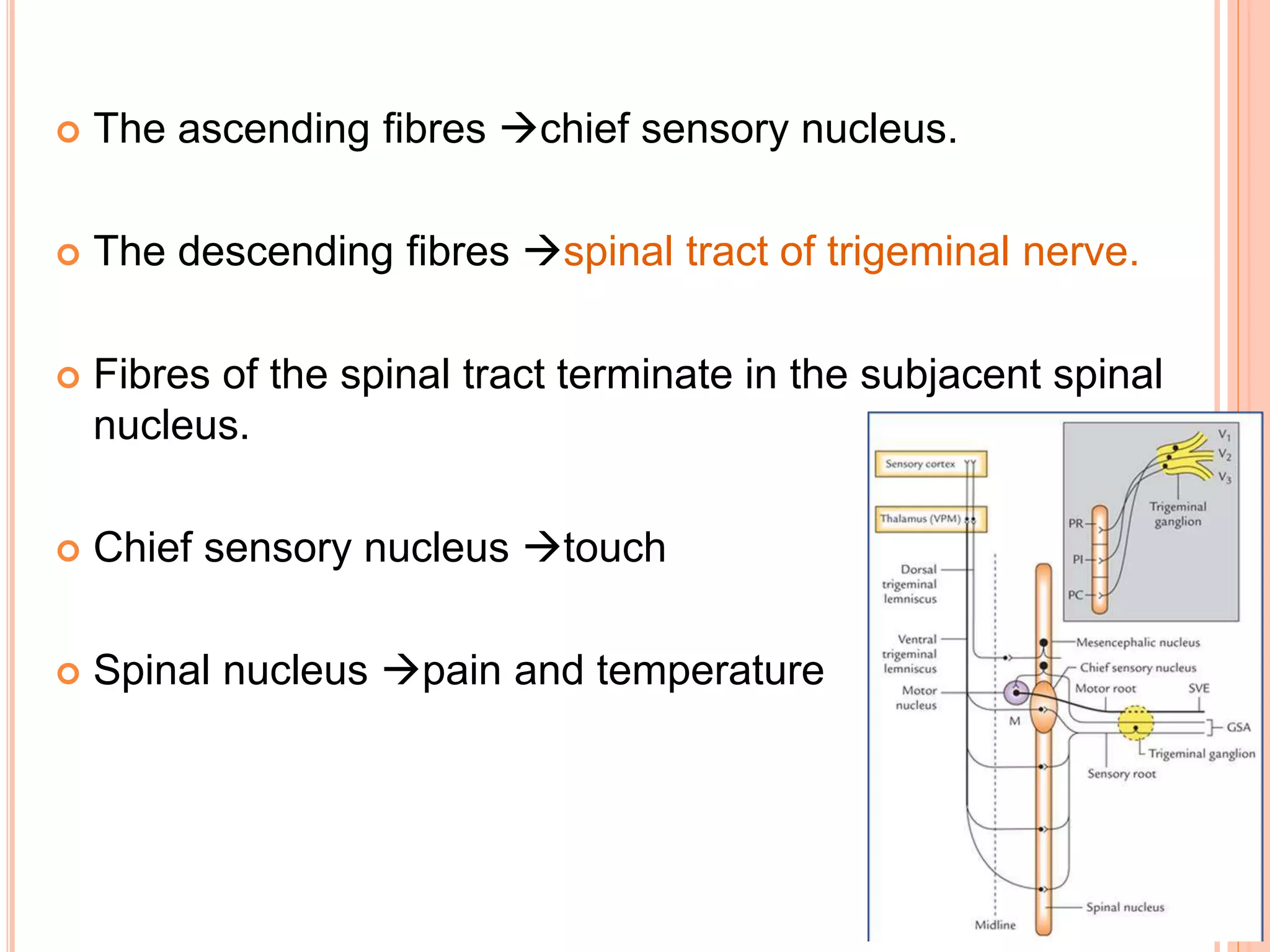 Trigeminal nerve: A clinical overview in ENT | PPTX