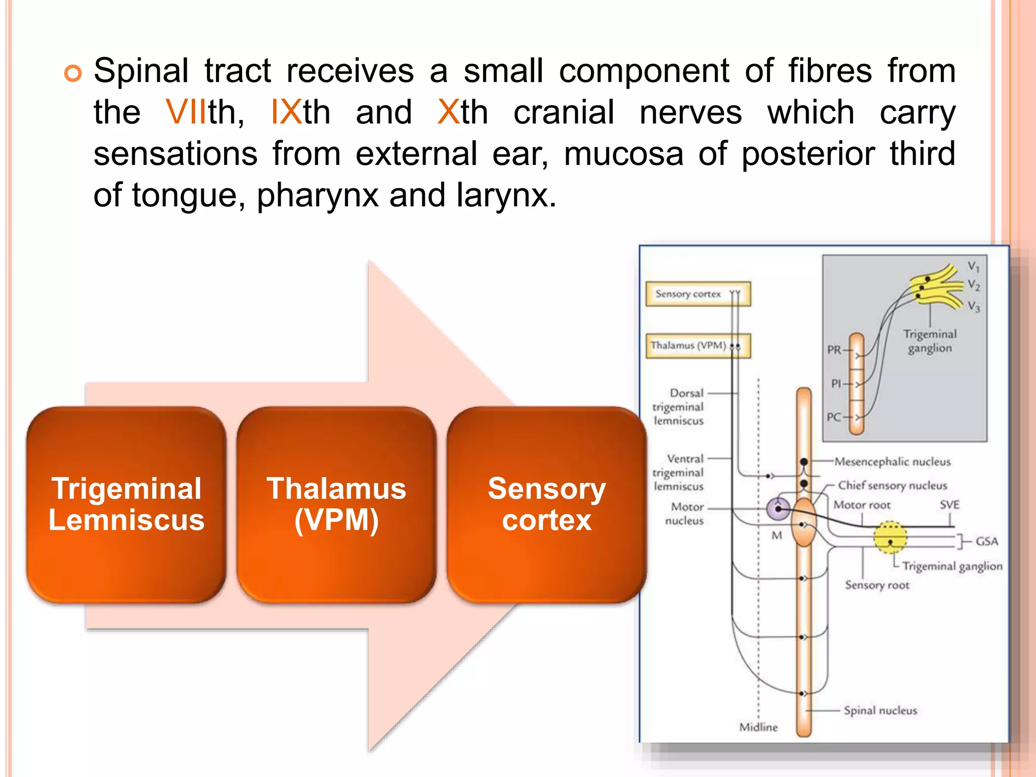 Trigeminal nerve: A clinical overview in ENT | PPTX