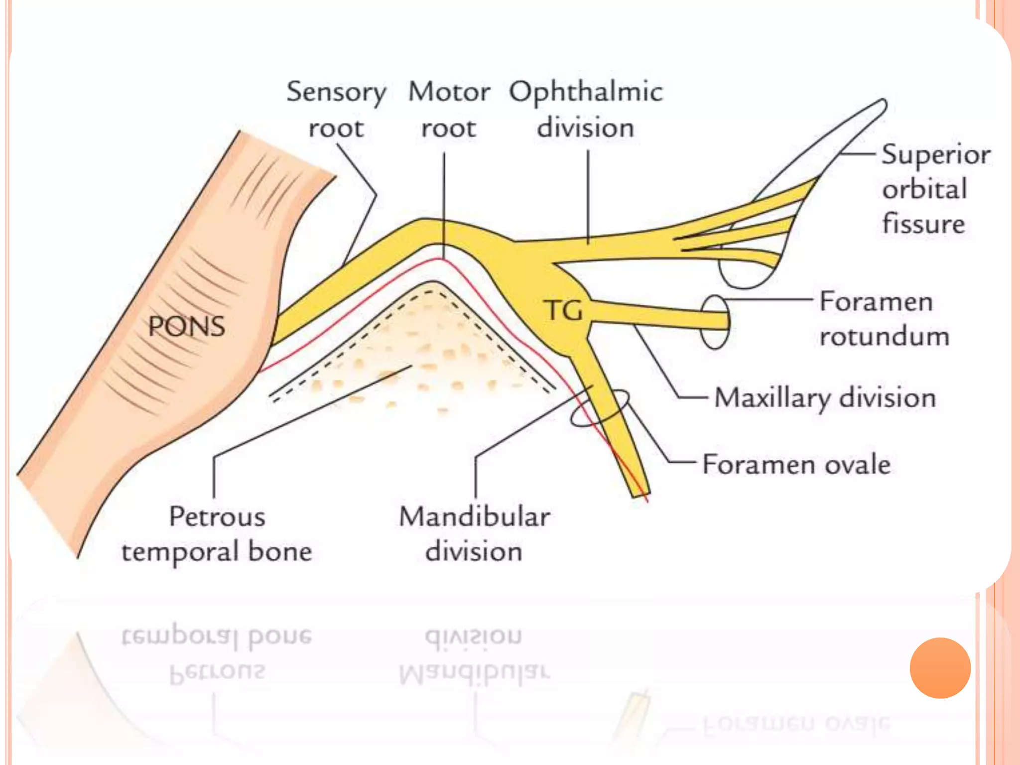 Trigeminal nerve: A clinical overview in ENT | PPTX