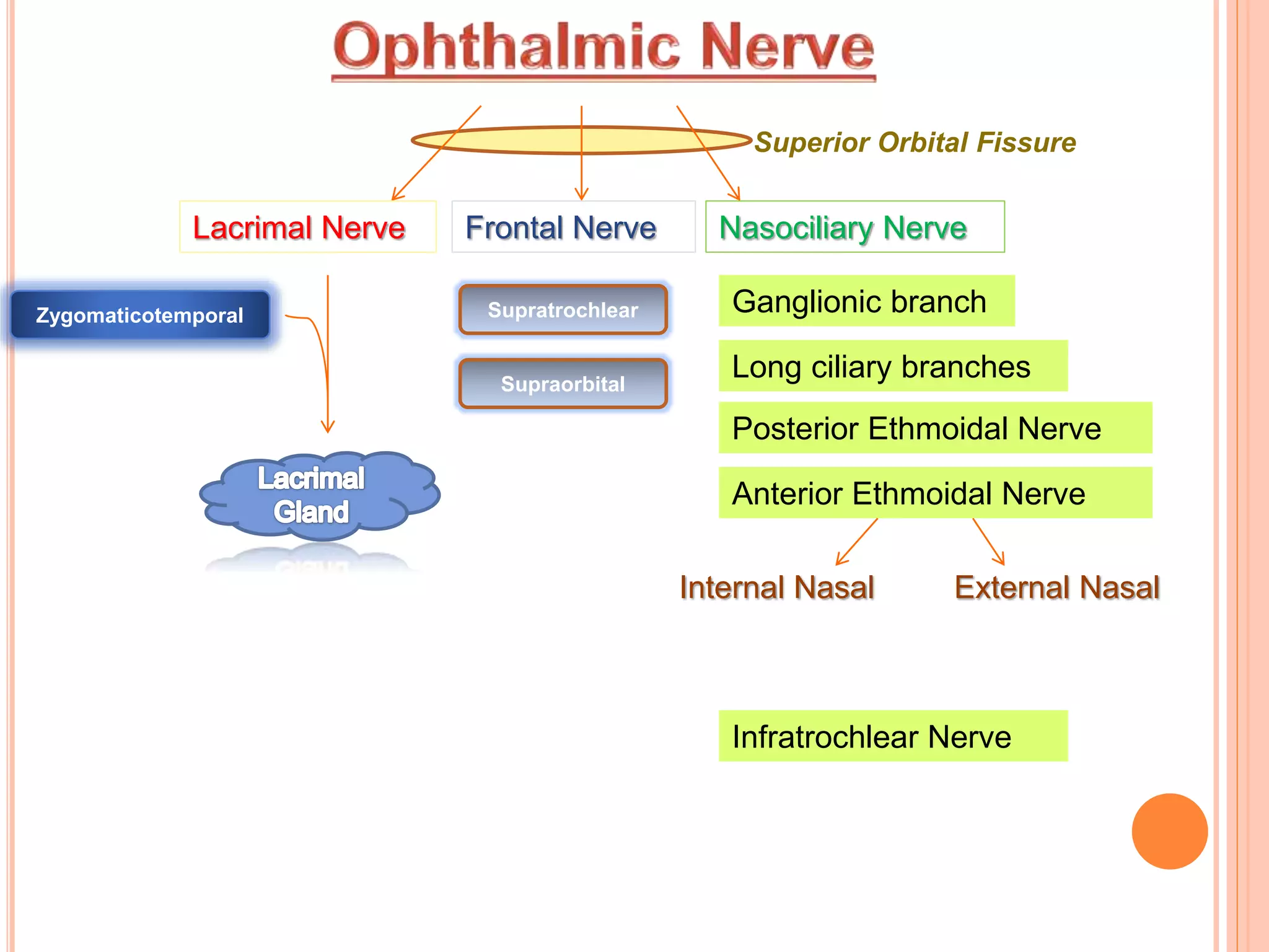 Trigeminal nerve: A clinical overview in ENT | PPTX