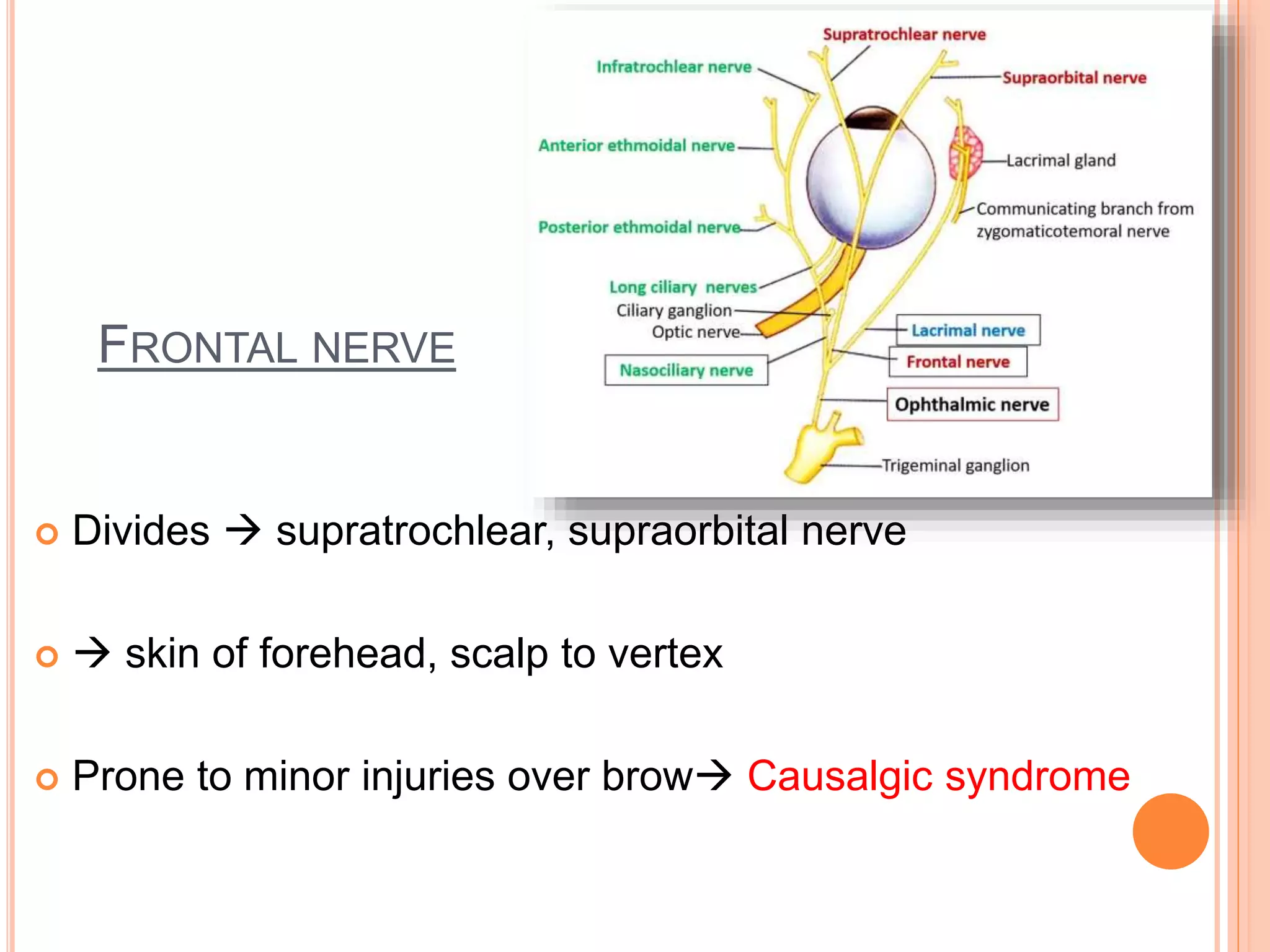 Trigeminal nerve: A clinical overview in ENT | PPTX
