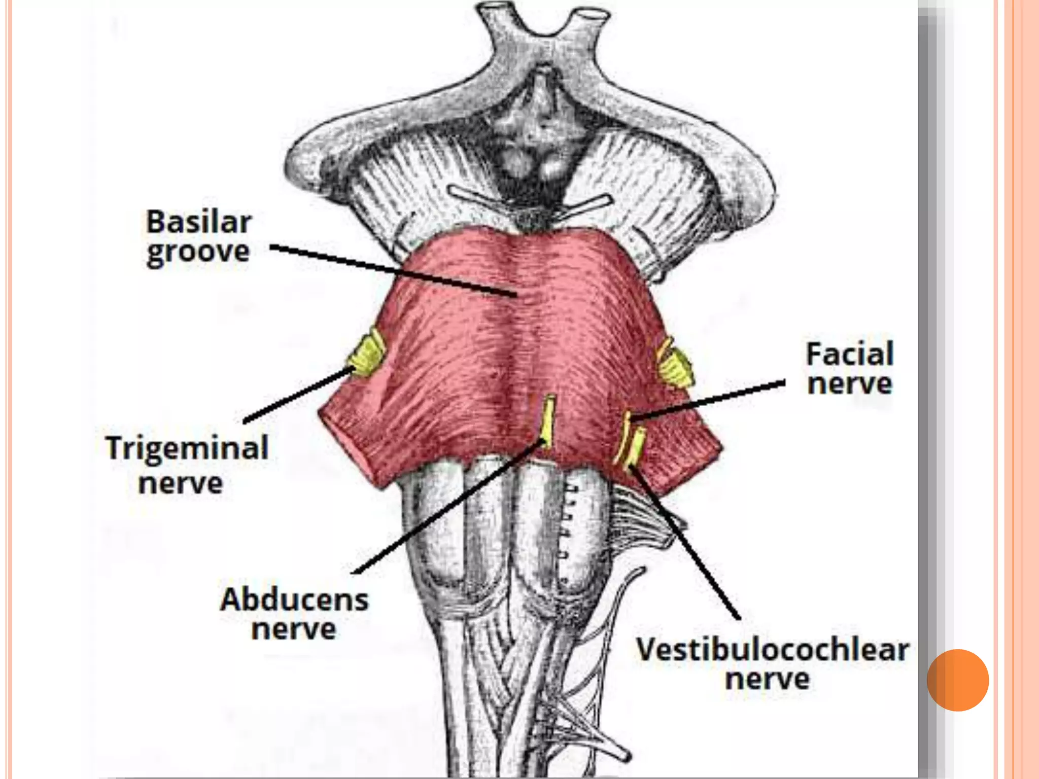 Trigeminal nerve: A clinical overview in ENT | PPTX