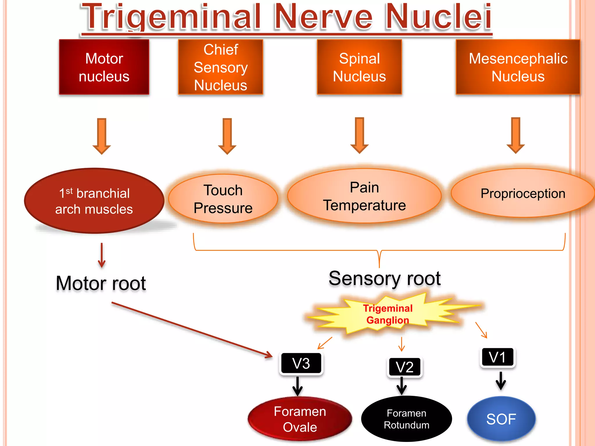 Trigeminal nerve: A clinical overview in ENT | PPTX