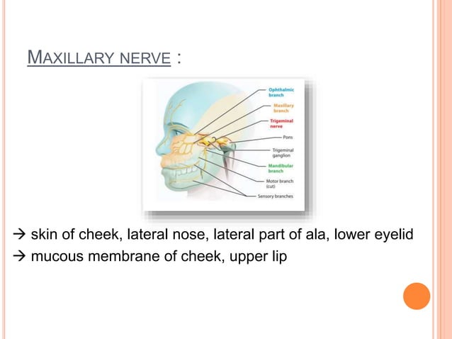 Trigeminal nerve: A clinical overview in ENT | PPTX