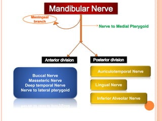 Trigeminal nerve: A clinical overview in ENT | PPTX
