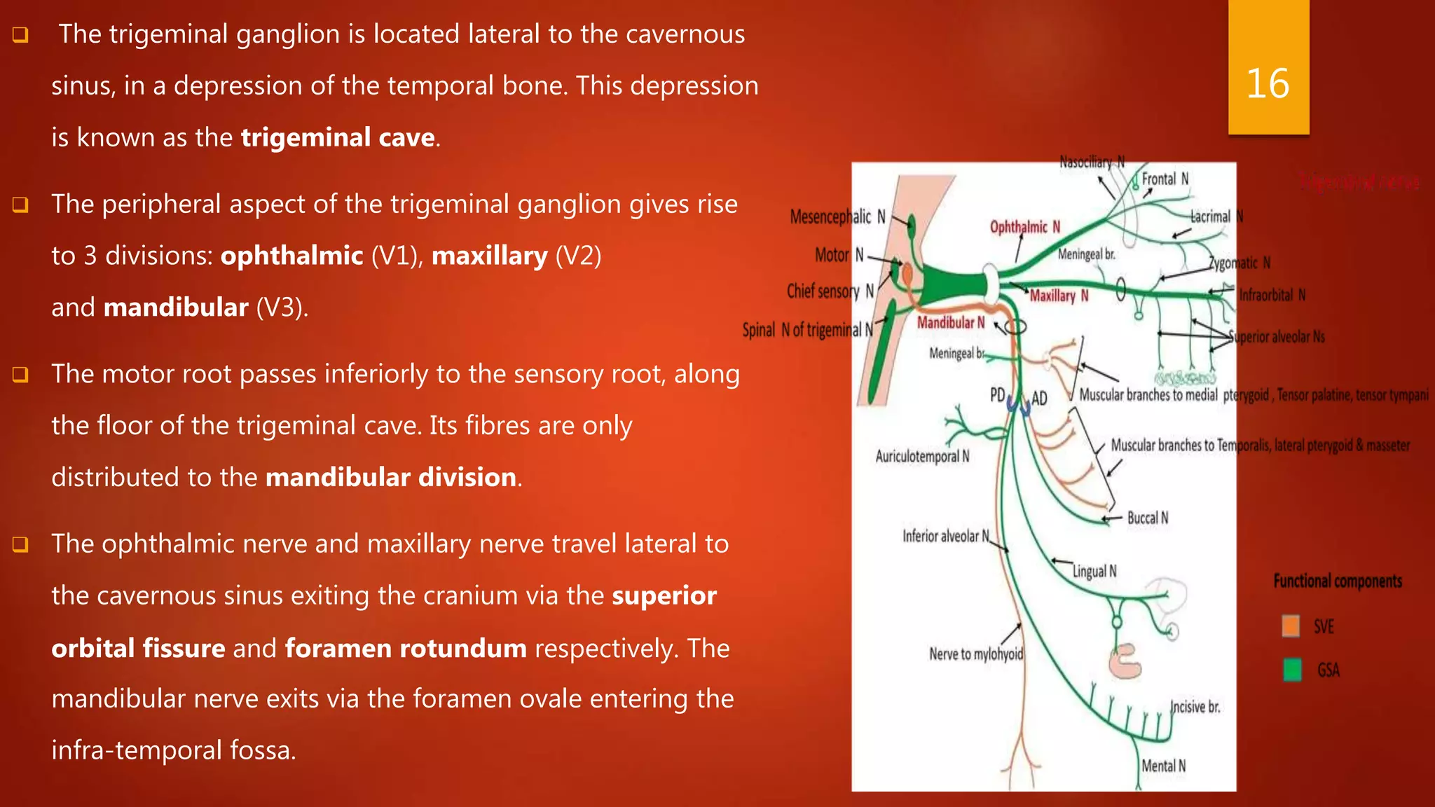 Trigeminal nerve ppt | PPTX