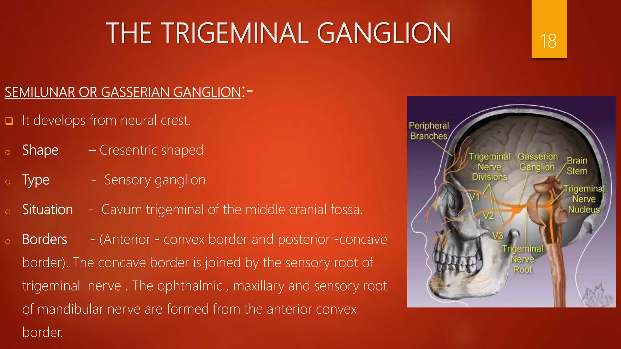 Trigeminal nerve ppt | PPTX