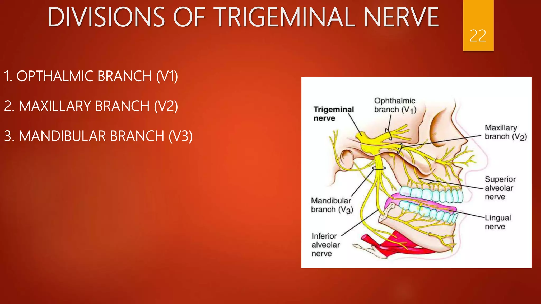 Trigeminal nerve ppt | PPTX