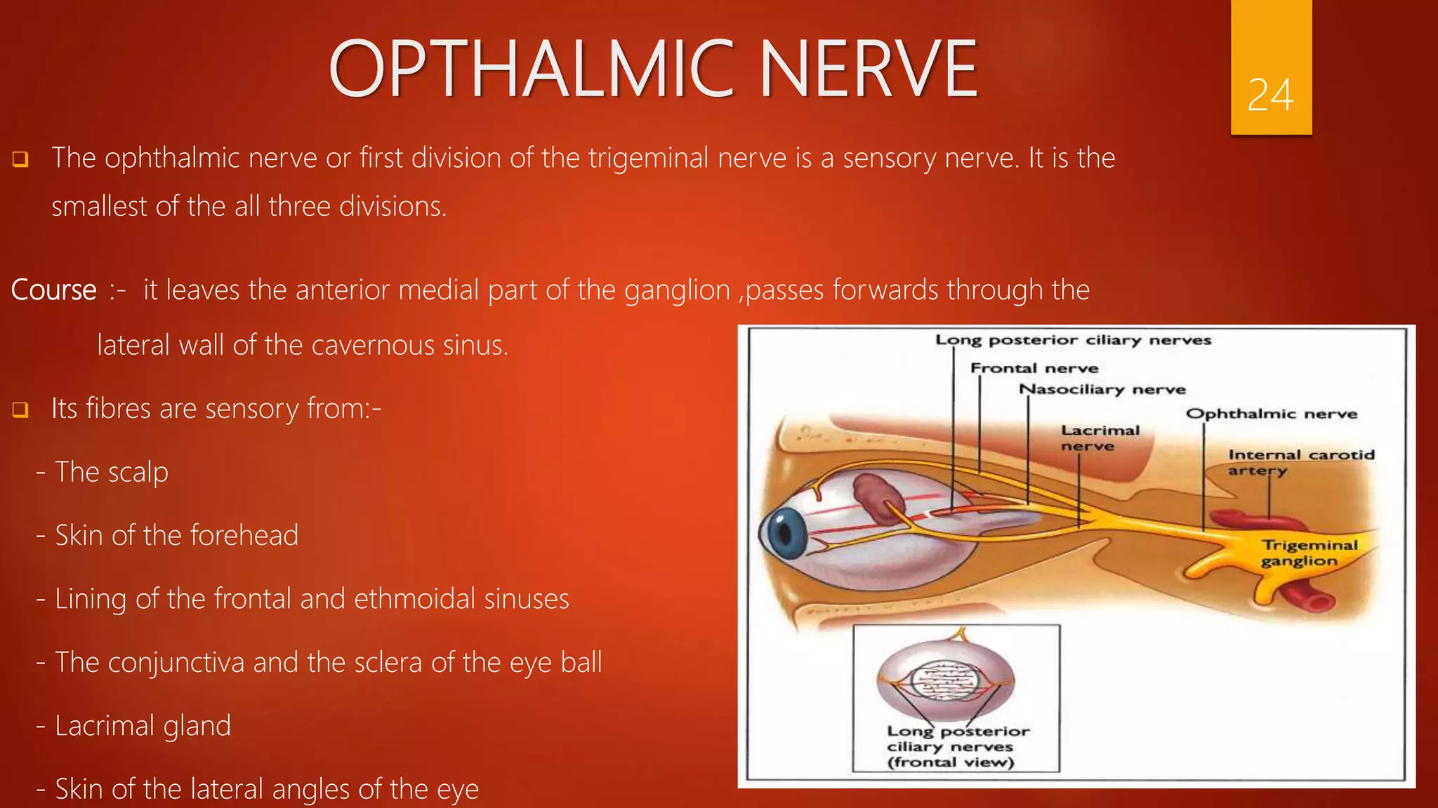Trigeminal nerve ppt | PPTX